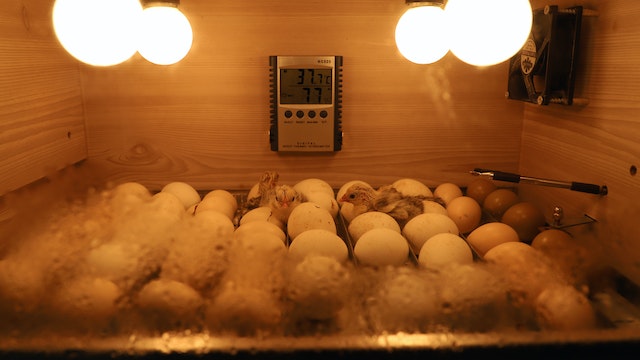 Duck Egg Incubation Tips | Ve Oh Lay Acres - Ve Oh Lay Acres